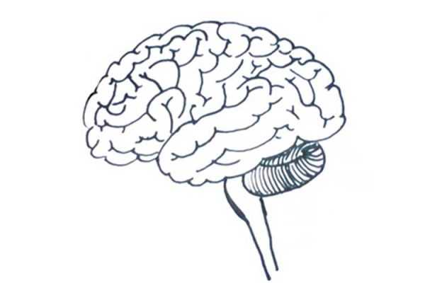 How to draw a brain: Easy Ways and Outline Simple