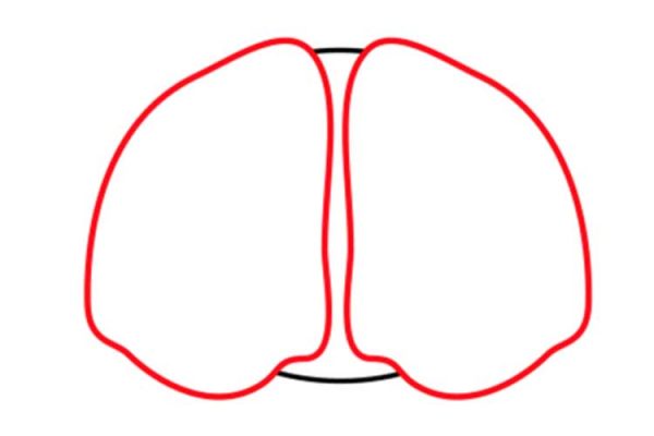 How to draw a brain: Easy Ways and Outline Simple