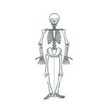Drawing skeleton: Easy, Realistic, Head and Step By Step