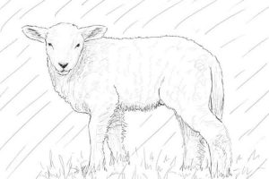 Lamb Drawing: Realistic, Step by Step, Baby and Cute