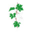How to draw Vines: Easy, Simple and Step by Step