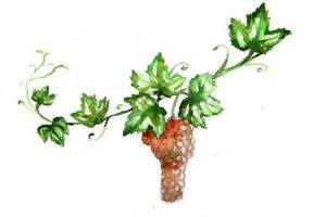 How to draw Vines: Easy, Simple and Step by Step