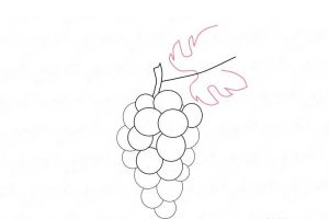 How to draw Vines: Easy, Simple and Step by Step