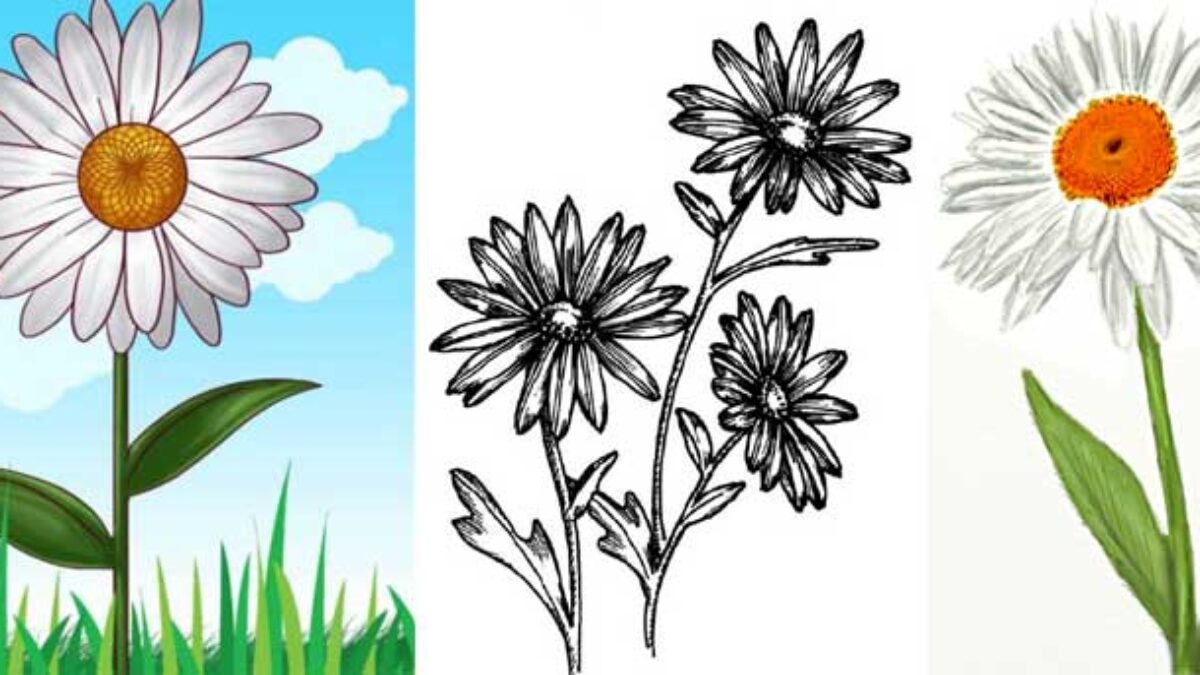 Simple Daisy Drawing