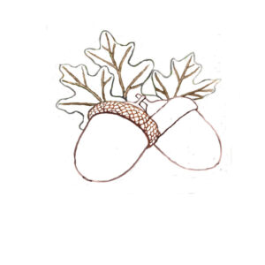 Acorn Drawing: Step By Step, Easy, Simple, Color and Line