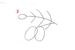 Acorn Drawing: Step By Step, Easy, Simple, Color and Line