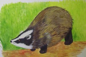Badger Drawing: Easy, Cute, Cartoon, Honey and Step y Step