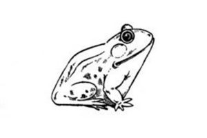 Toad Drawing: Cute, Easy, Simple and Step by Step
