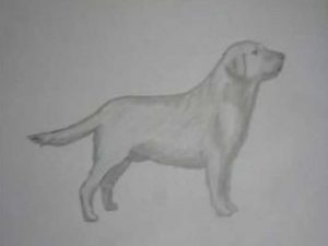 Labrador Drawing: Easy, Retriever and Realistic