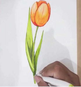 Draw Tulip Flower: Easy,Simple and Step by Step