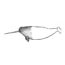 Narwhal Drawing: Easy, Cute, Realistic