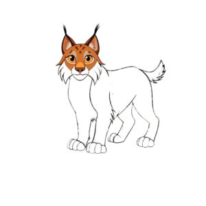 How to Draw a Lynx: Easy and Simple