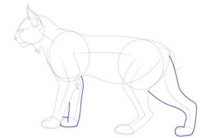 How to Draw a Lynx: Easy and Simple