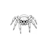How to Draw a Tarantula: Easy and for Kids