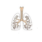 Lungs Drawing: Easy and Simple