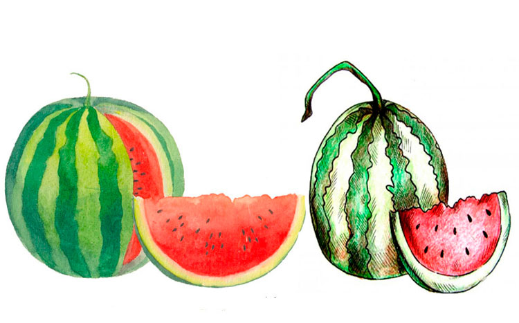 How to Draw a Watermelon: Step by Step, for Kids and Easy