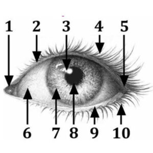 How to Draw an Eye: Easy and Simple