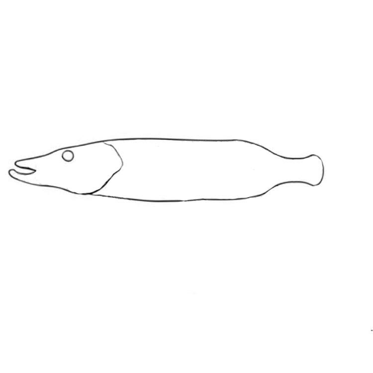 How to Draw a Pike: Easy and Northern